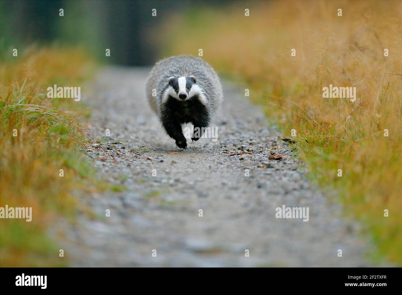 Badger running forest road, animal nature habitat, Germany, Europe ...