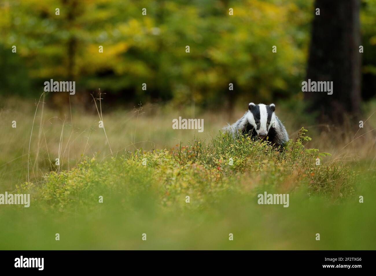 Badger in forest, animal nature habitat, Germany, Europe. Wildlife ...