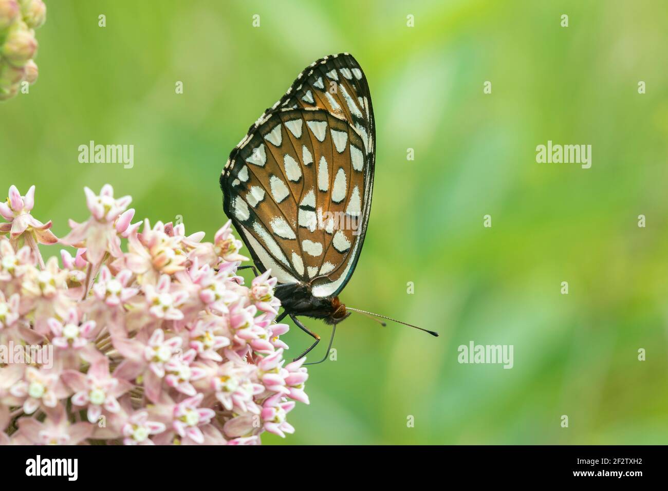 Regal fritillary butterfly hi-res stock photography and images - Alamy