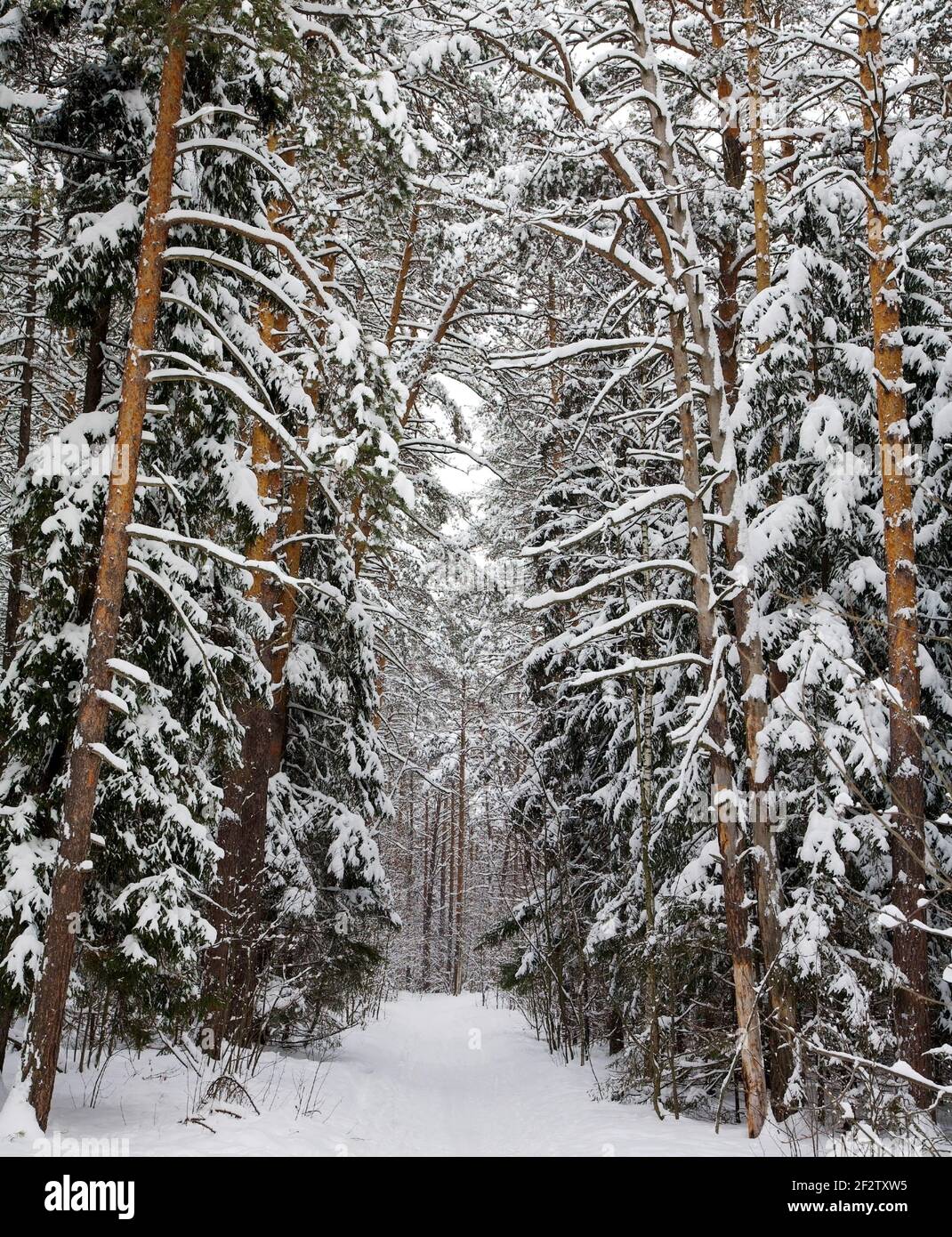 Walking path in snowy coniferous hi-res stock photography and images ...