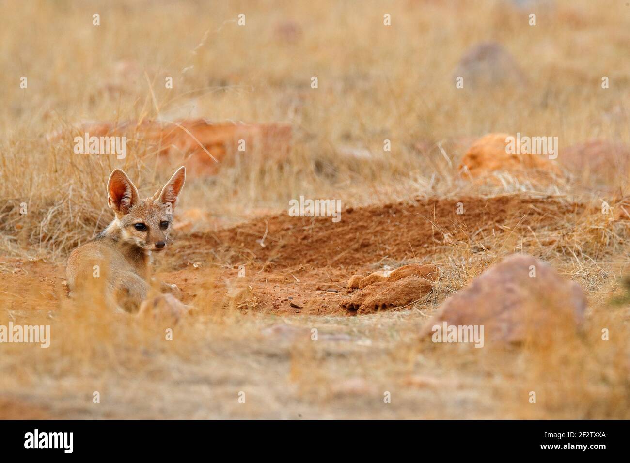 Indian Fox, Vulpes bengalensis, Ranthambore National Park, India. Wild ...