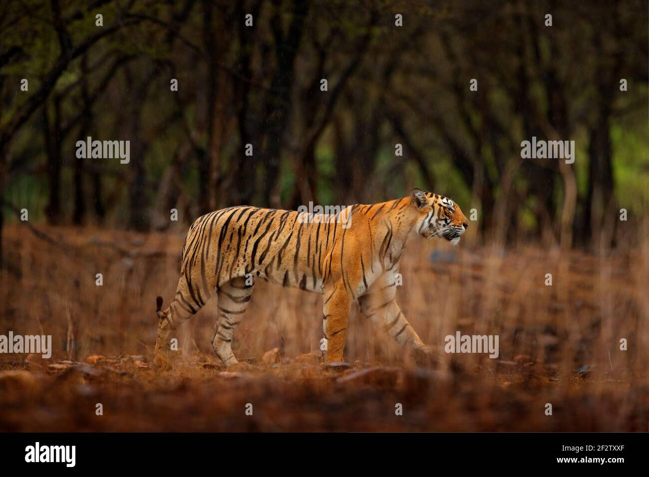 Tiger walking between trees. Indian tiger female with first rain, wild ...