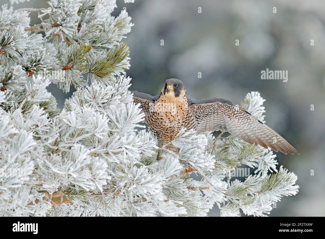 Peregrine Falcon, Bird of prey with fly snow sitting on the white rime ...