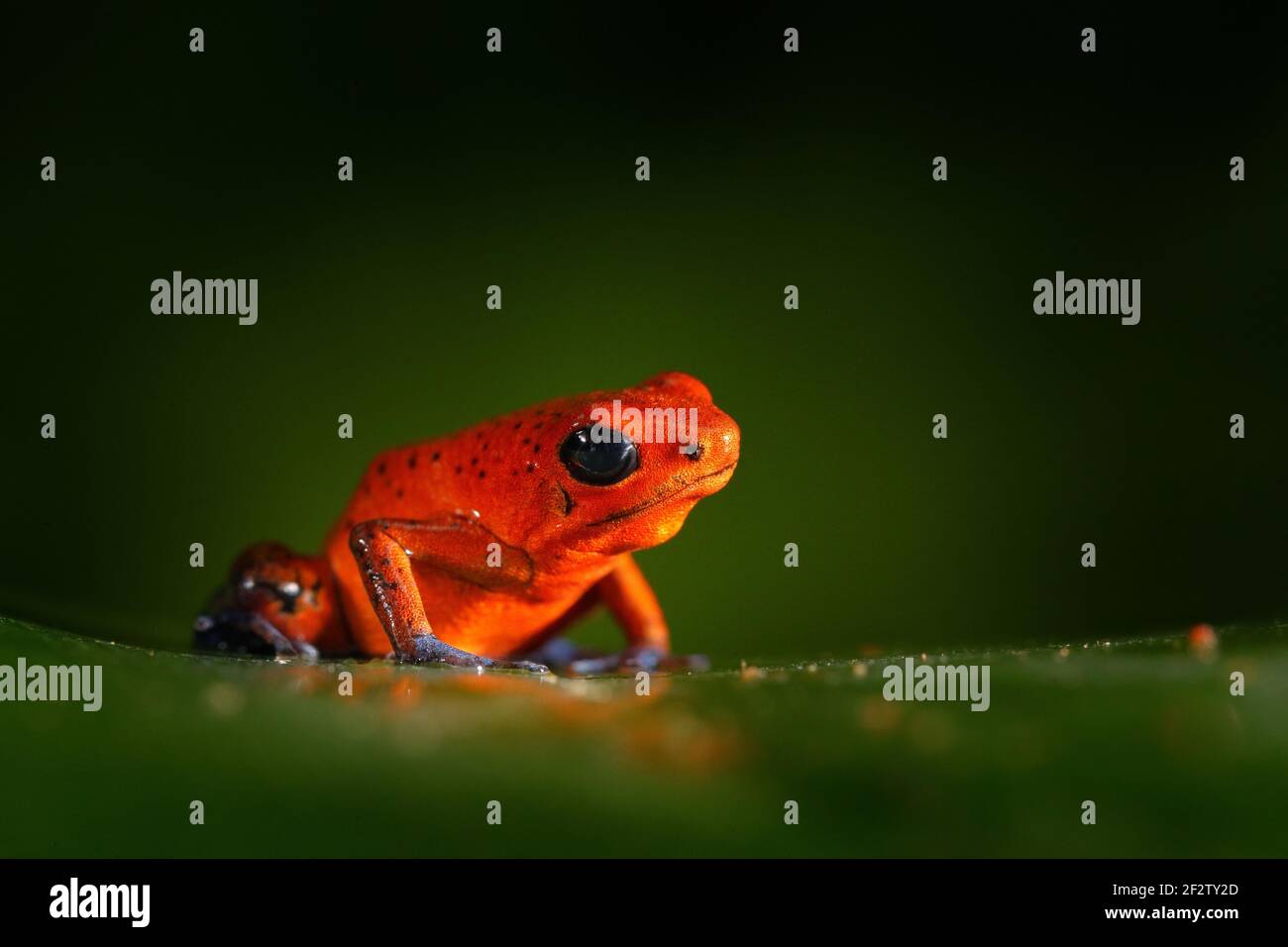 Red Strawberry poison dart frog, Dendrobates pumilio, in the nature ...