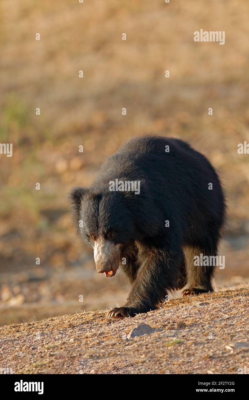 Wild Sloth bear nature habitat, wildlife photo. Dangerous black animal ...
