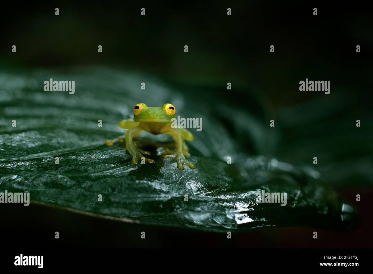 Fleschmann´s Glass Frog, Hyalinobatrachium fleischmanni, nature habitat ...
