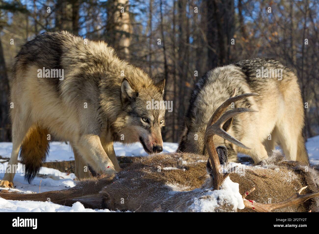 Red Wolf Eating Deer