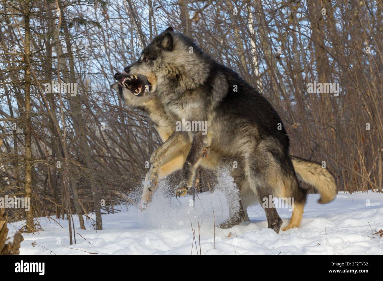 Gray wolf dominance behavior hi-res stock photography and images - Alamy