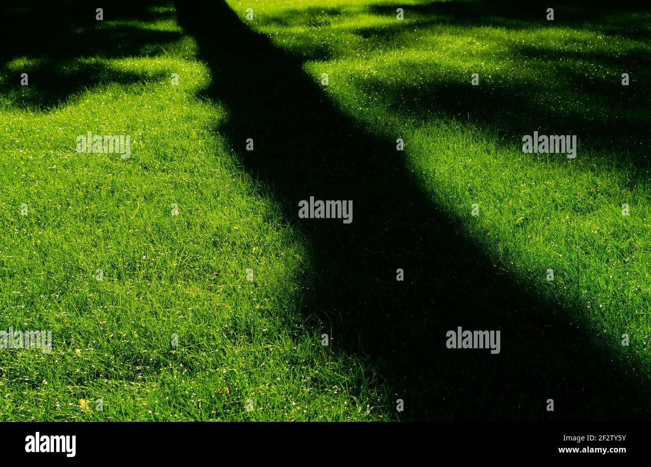 Sunny background with big tree shadow hi-res stock photography and ...