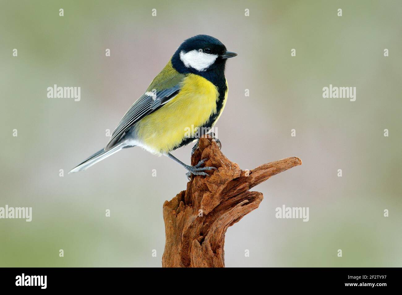 Great Tit, Parus major, black and yellow songbird sitting on the nice ...
