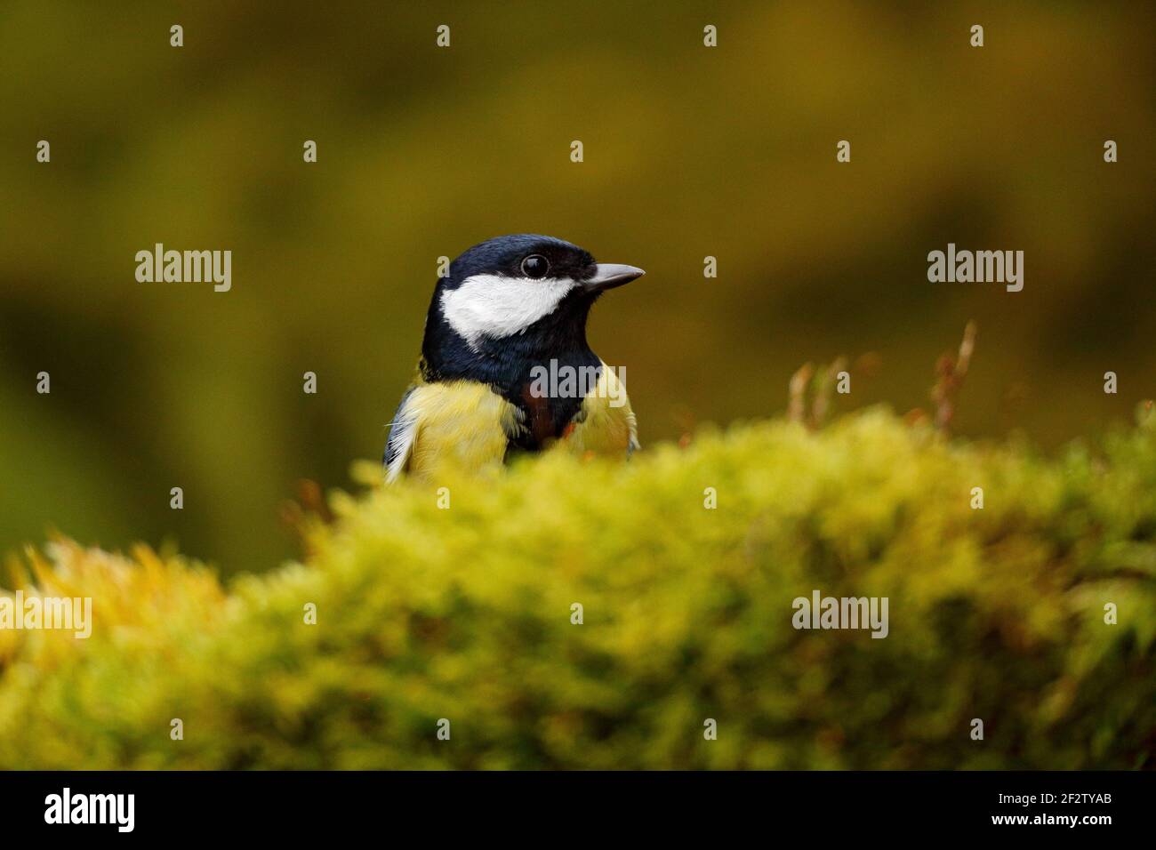 Great Tit, Parus major, black and yellow bird sitting on the lichen ...