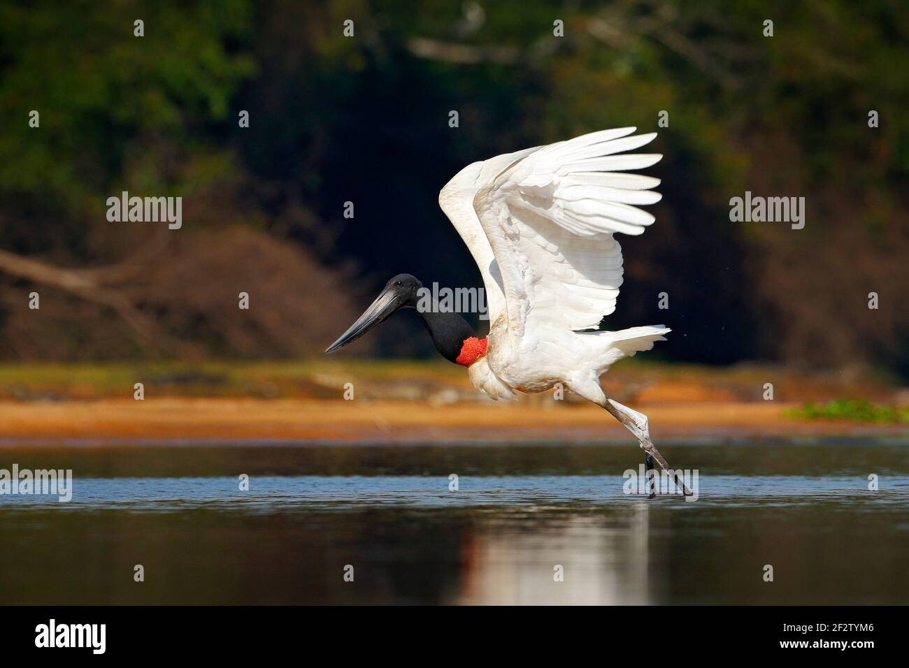 Jabiru stork flight. Jabiru, Jabiru mycteria, black and white bird in ...