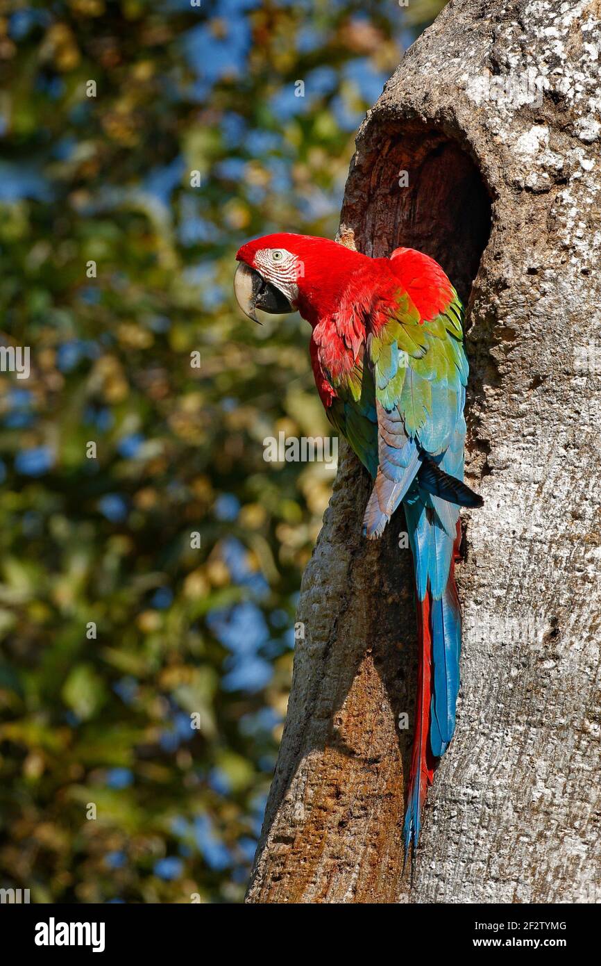 Red-and-green Macaw, Ara chloroptera, in the dark green forest habitat. Beautiful macaw parrot ...