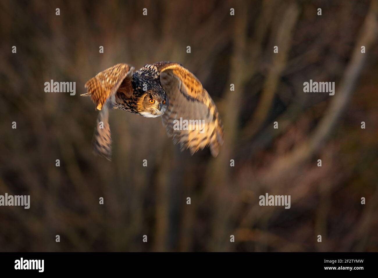 Eagle owl flying in forest. Flight Eagle owl with open wings in habitat ...