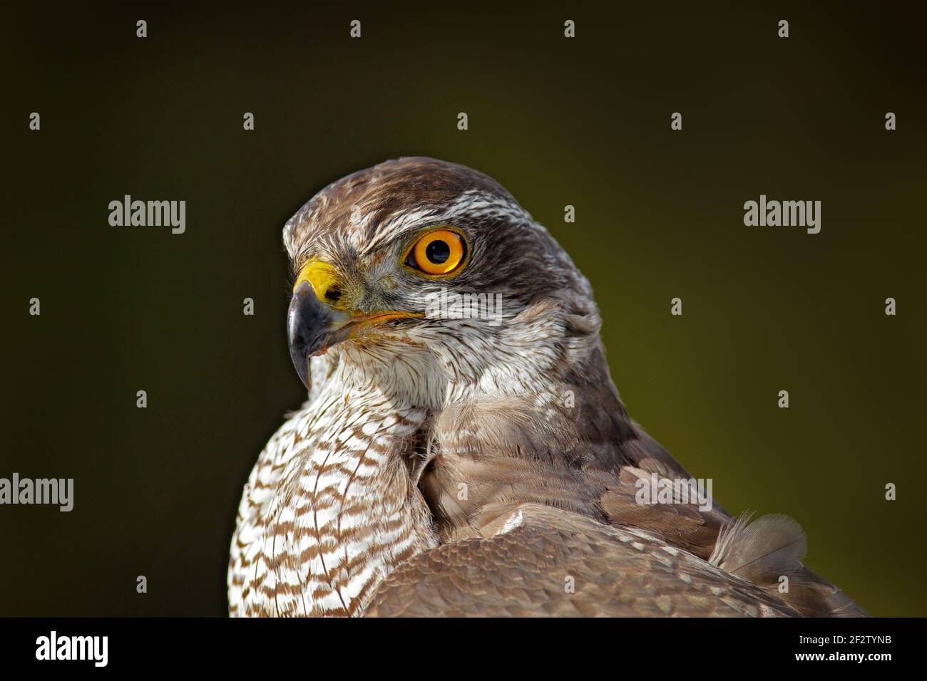 Head portrait of goshawk. Detail of bird of prey Goshawk. Bird hawk ...