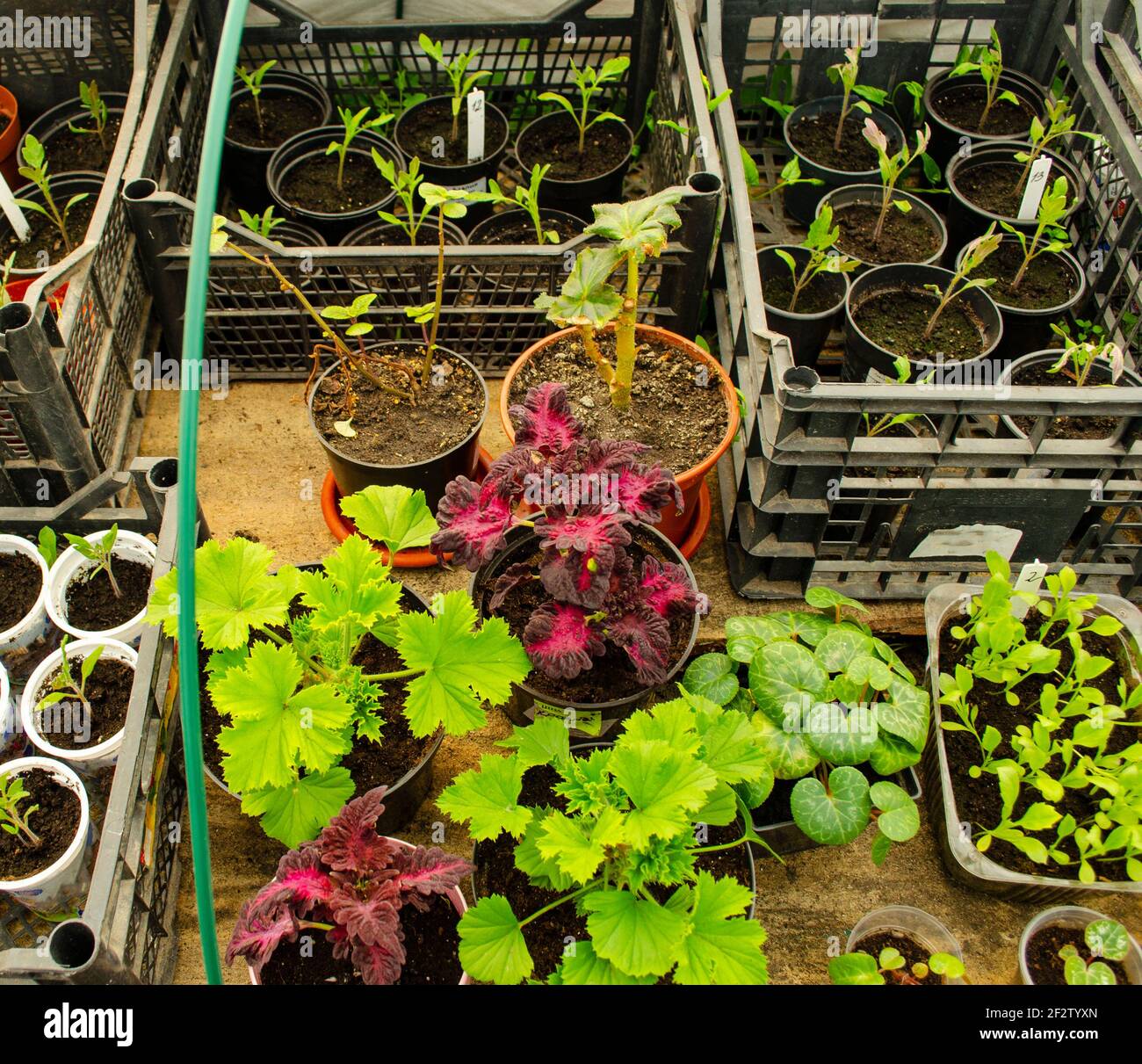 Breeding flowers hi-res stock photography and images - Alamy