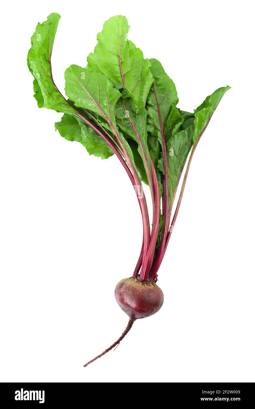 Red beet root with leaves isolated on white background. Healthy food ...
