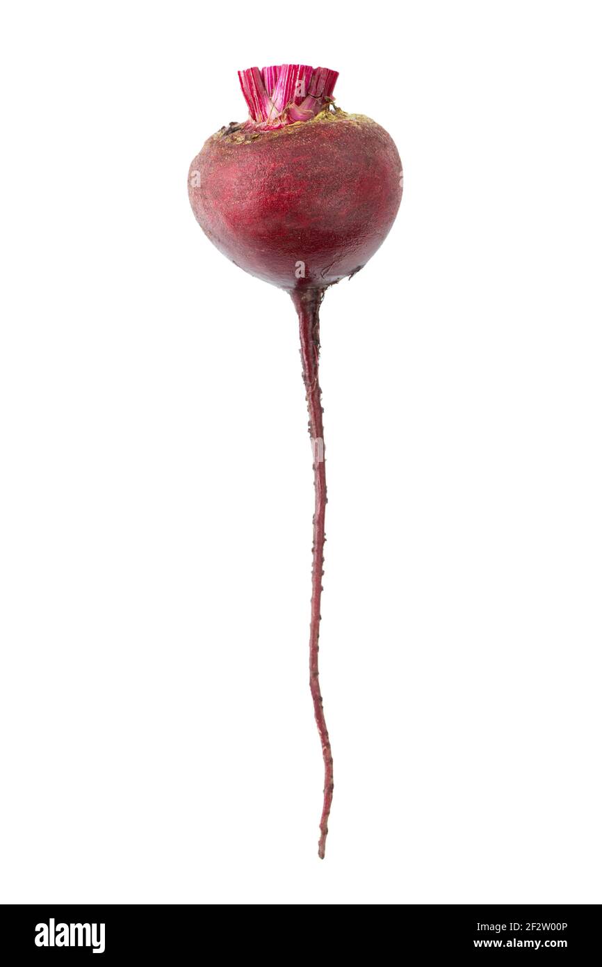 Red beet root without leaves isolated on white background. Healthy food ...