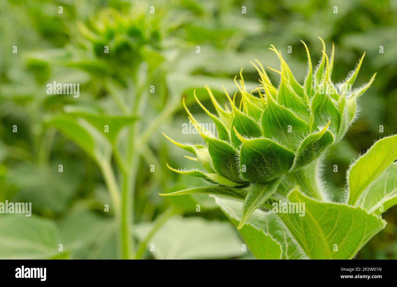 Close up young sunflower the flower is not fully grown in the field and ...