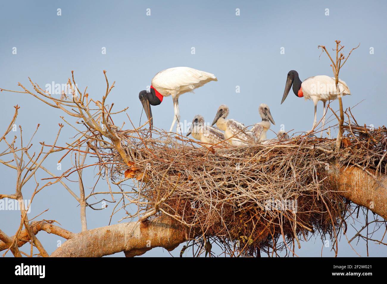 Bird family in nest. Parents with chicks. Young jabiru, tree nest with ...