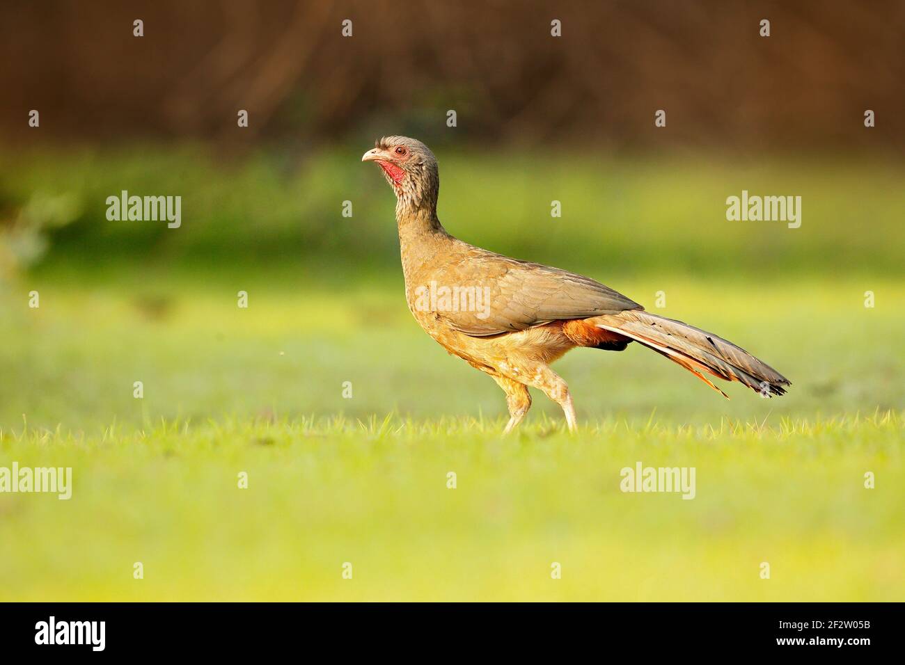 Chaco Chachalaca, Ortalis canicollis, bird with open bill, walking in ...
