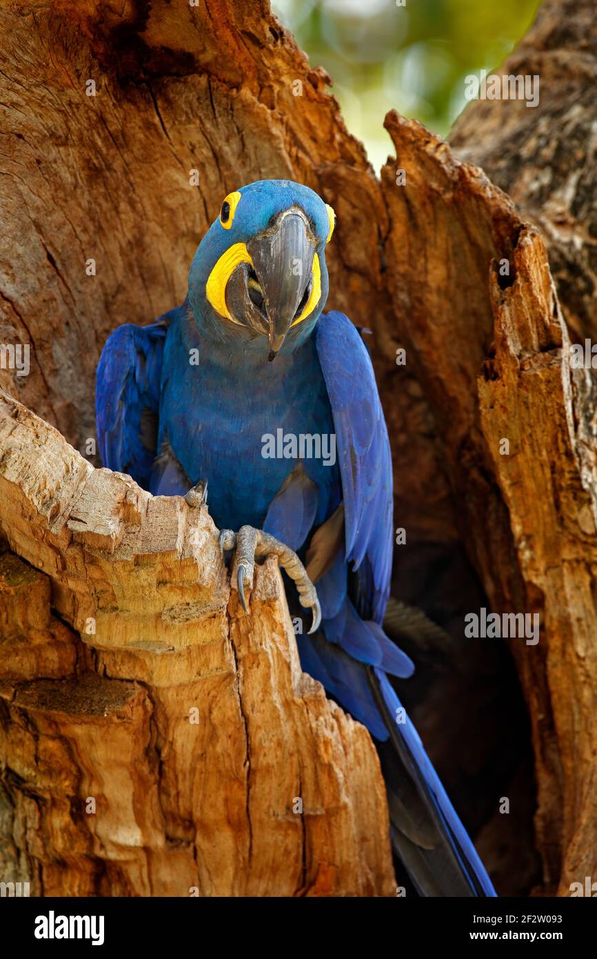 Hyacinth Macaw, Anodorhynchus hyacinthinus, blue parrot. Portrait big ...