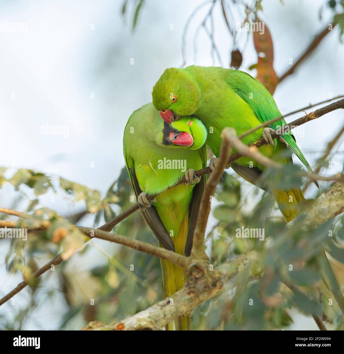 Rose-Ringed Parakeet (Psittacula krameri) male and female preening each ...