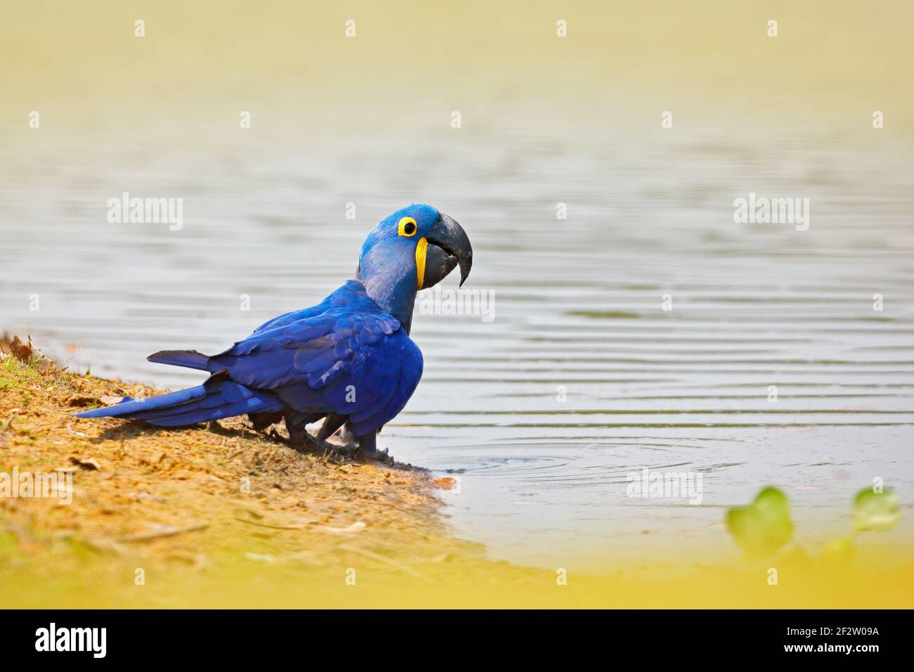 Hyacinth Macaw, Anodorhynchus hyacinthinus, blue parrot. Portrait big ...