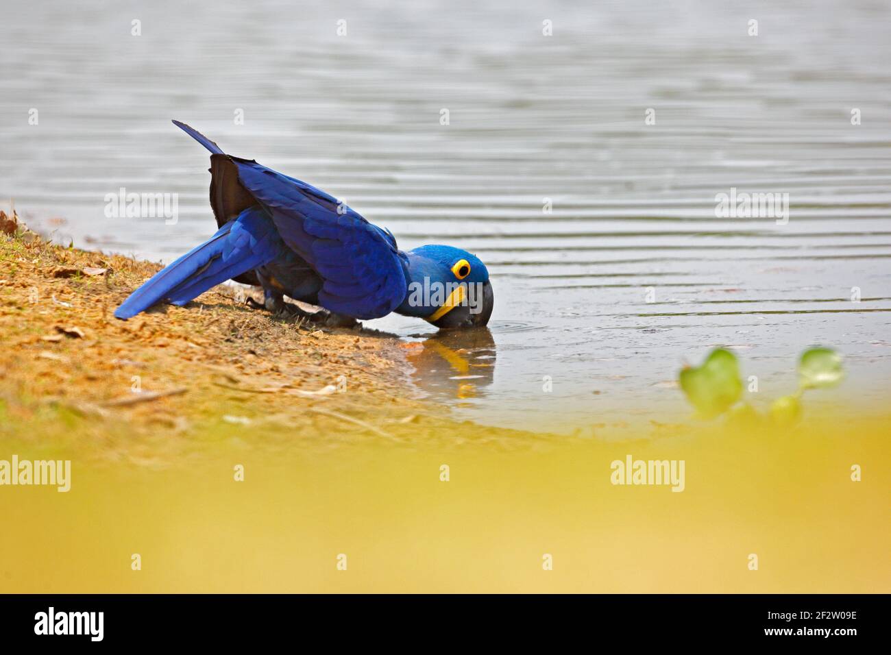 Hyacinth Macaw, Anodorhynchus hyacinthinus, blue parrot. Portrait big ...