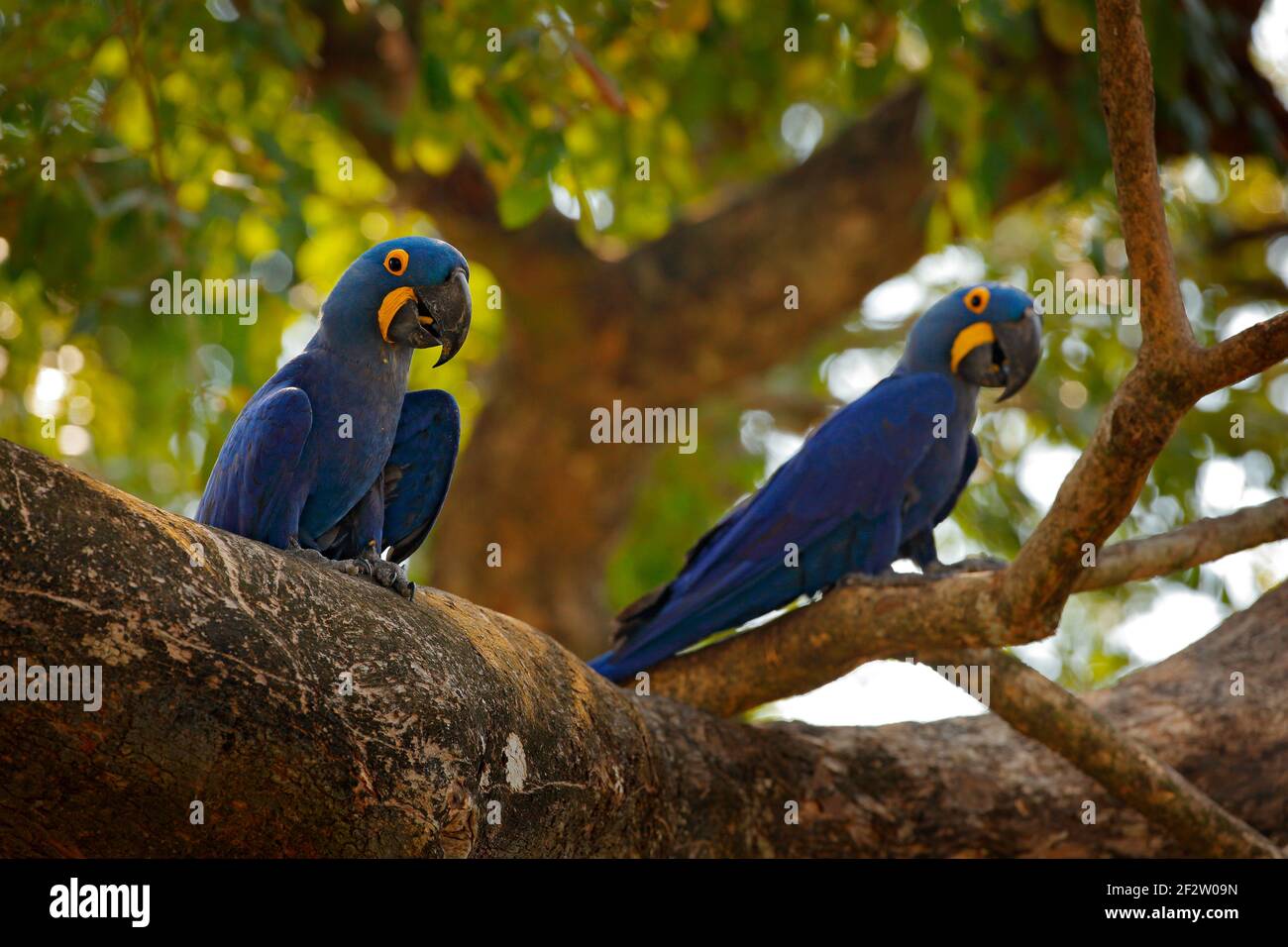 Hyacinth Macaw, Anodorhynchus hyacinthinus, blue parrot. Portrait big ...