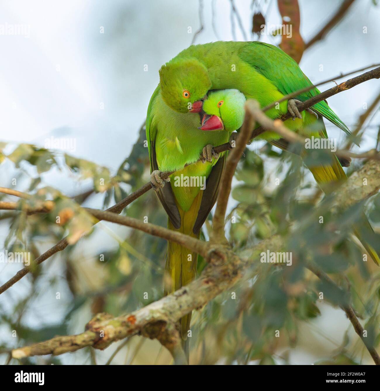 Rose-Ringed Parakeet (Psittacula krameri) male and female preening each ...