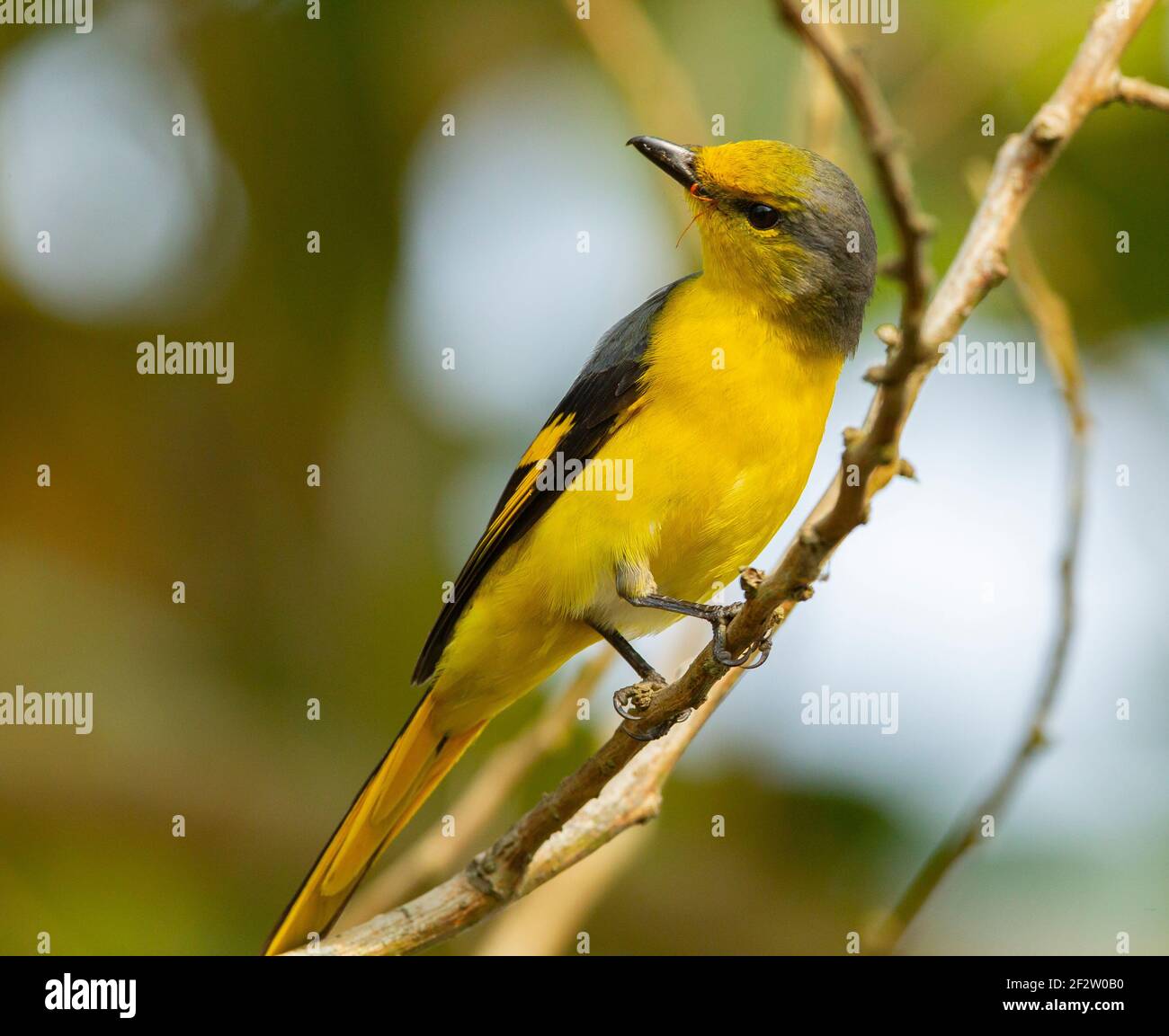 Scarlet Minivet (Pericrocotus speciosus), female Stock Photo - Alamy