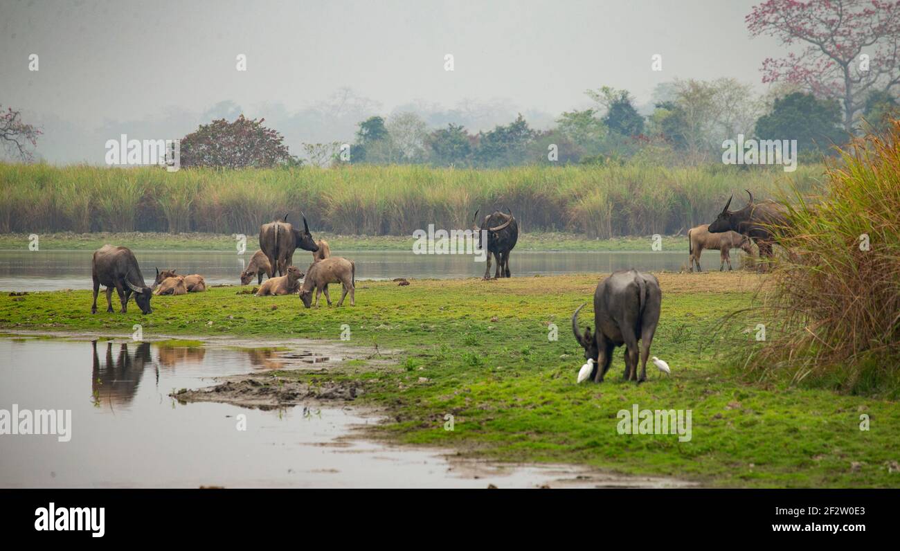 Water Buffalo (Bubalus bubalis) at the edge of a river Stock Photo - Alamy
