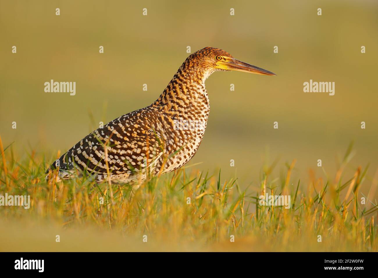 Bird in grass. Evening sun, Rufescent Tiger-Heron, Tigrisoma lineatum ...