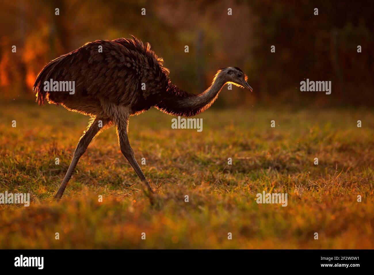 Greater Rhea, Rhea americana, big bird with fluffy feathers, animal in ...