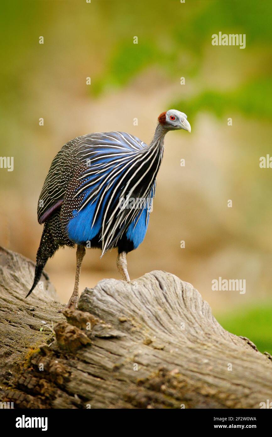 Vulturine guineafowl, Acryllium vulturinum, bird from Africa, nature ...