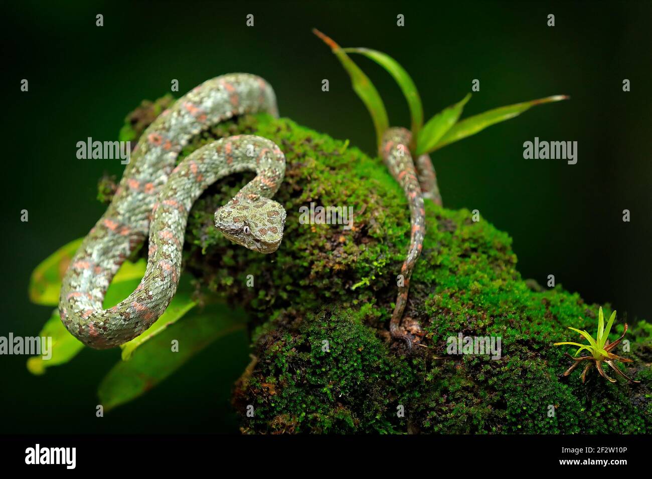 Eyelash Palm Pitviper, Bothriechis schlegeli, on the green moss branch ...