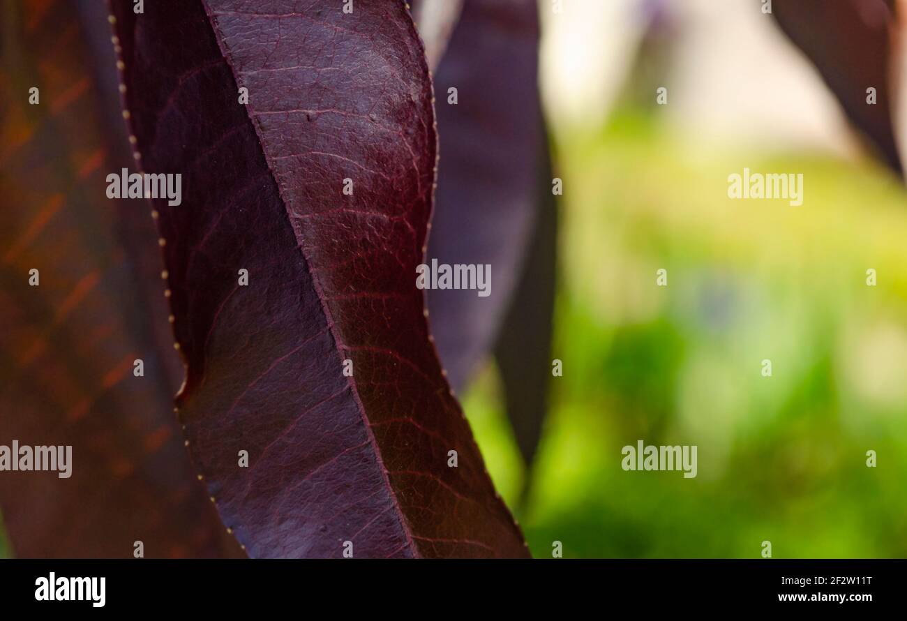 Dark red tree leaf texture. Autumn leaf on the green background ...