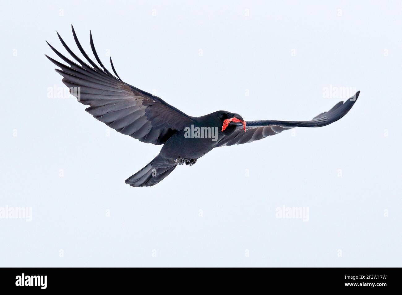 Raven fly. Black bird in white snow. Raven, with blood catch in bill ...
