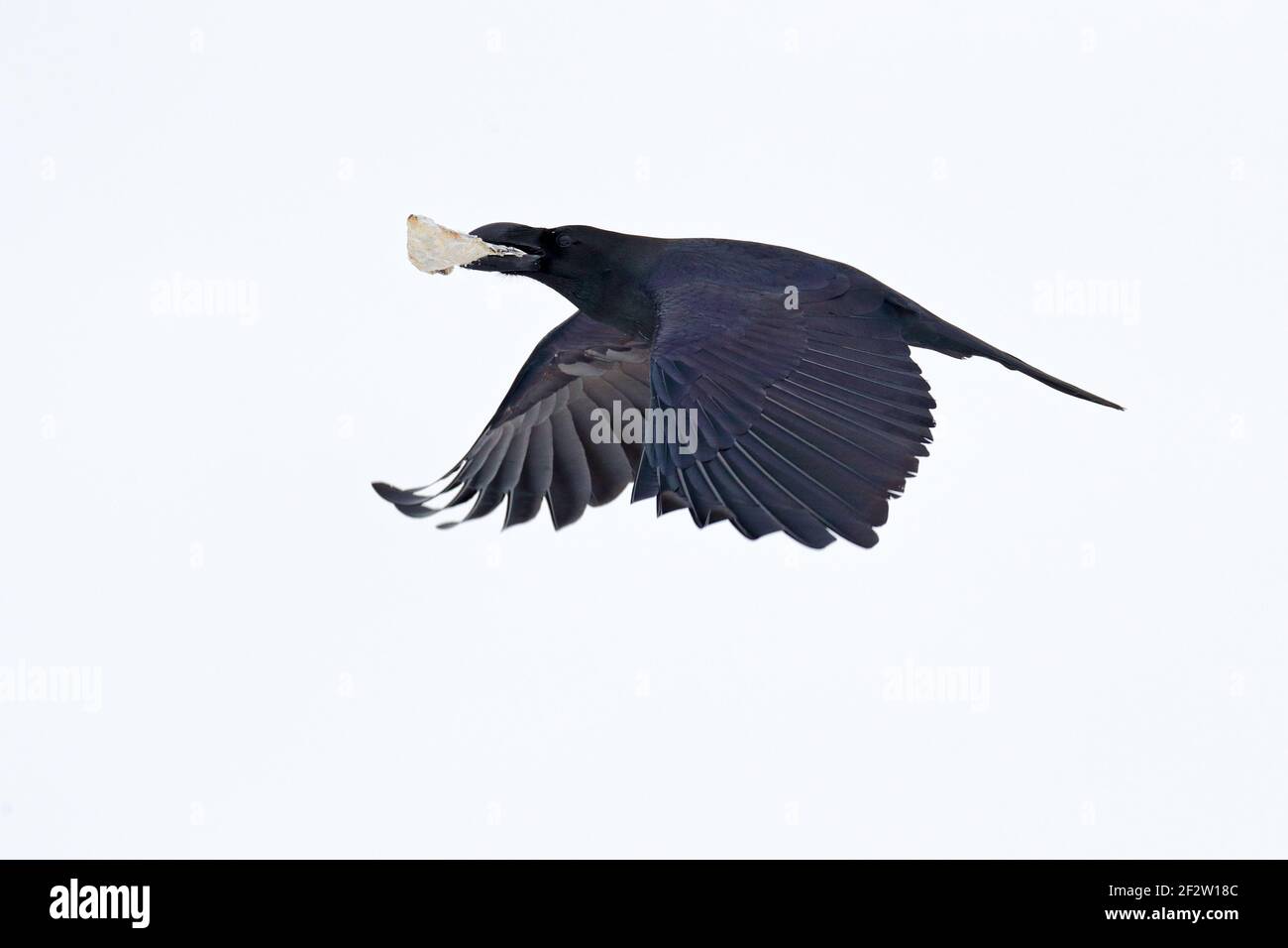 Raven, with blood catch in bill during winter, nature habitat, Sweden ...