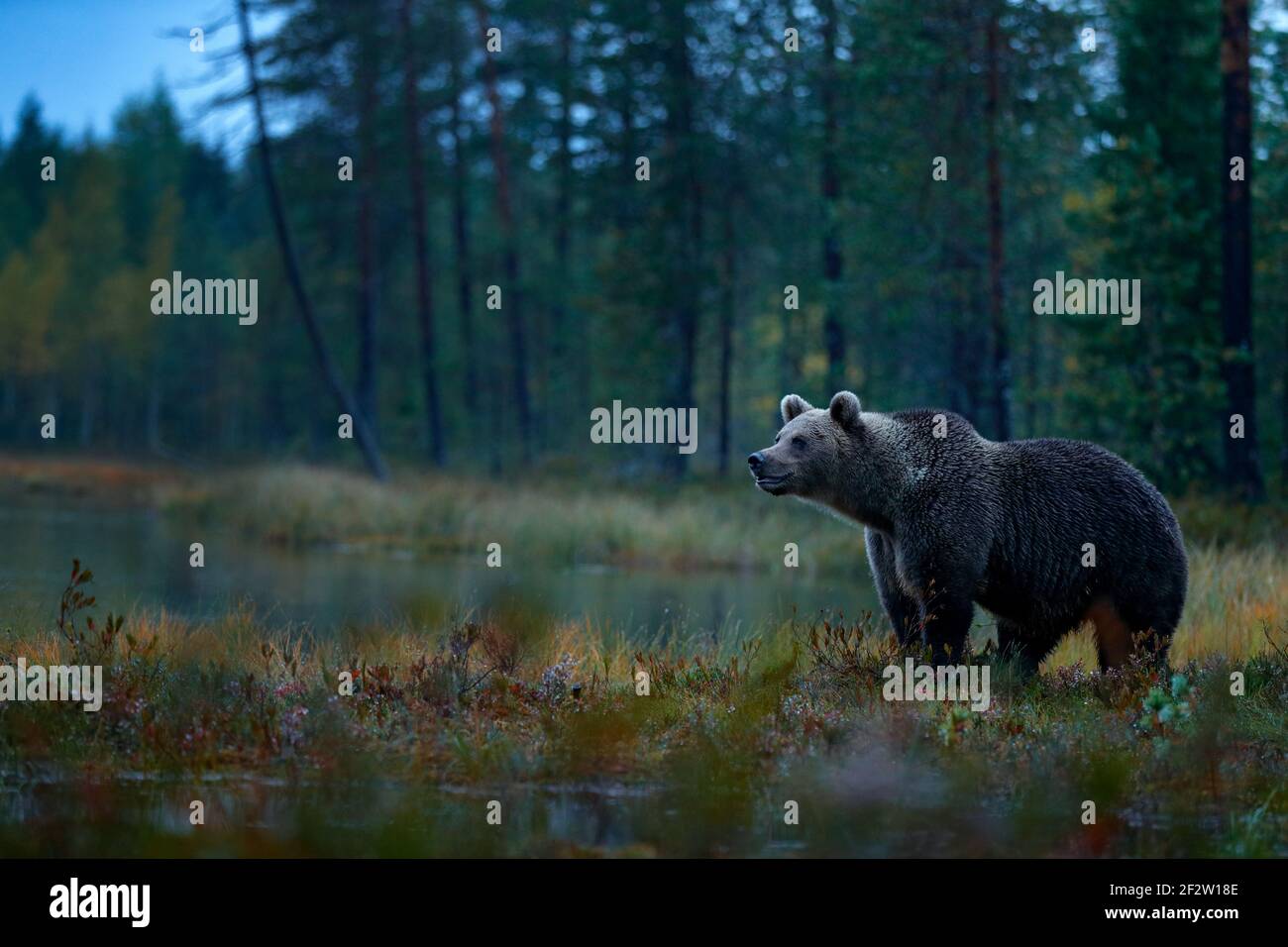 Bear hidden in yellow forest. Autumn trees with bear. Beautiful brown ...