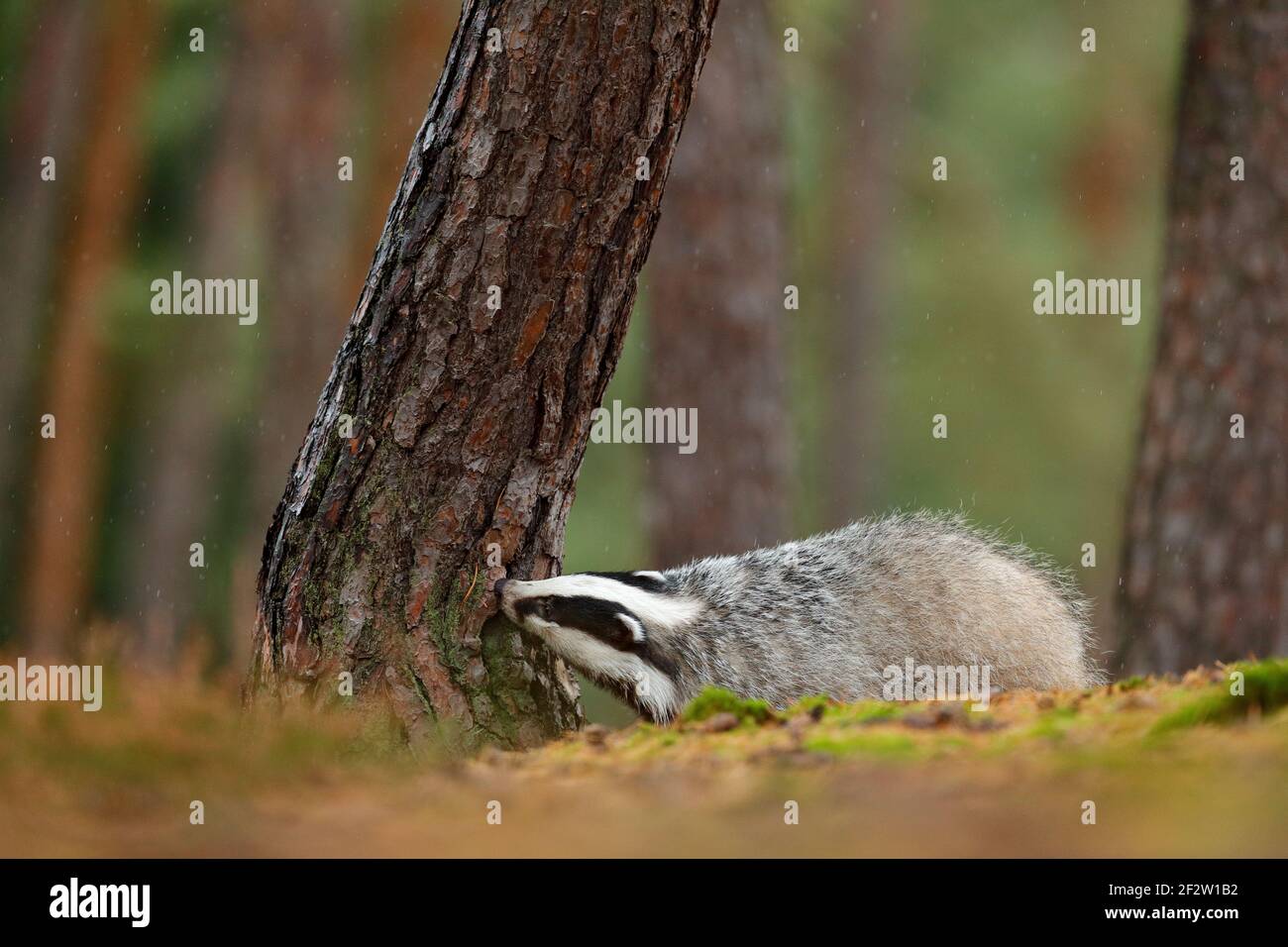 Badger in forest, animal nature habitat, Germany, Europe. Wildlife ...