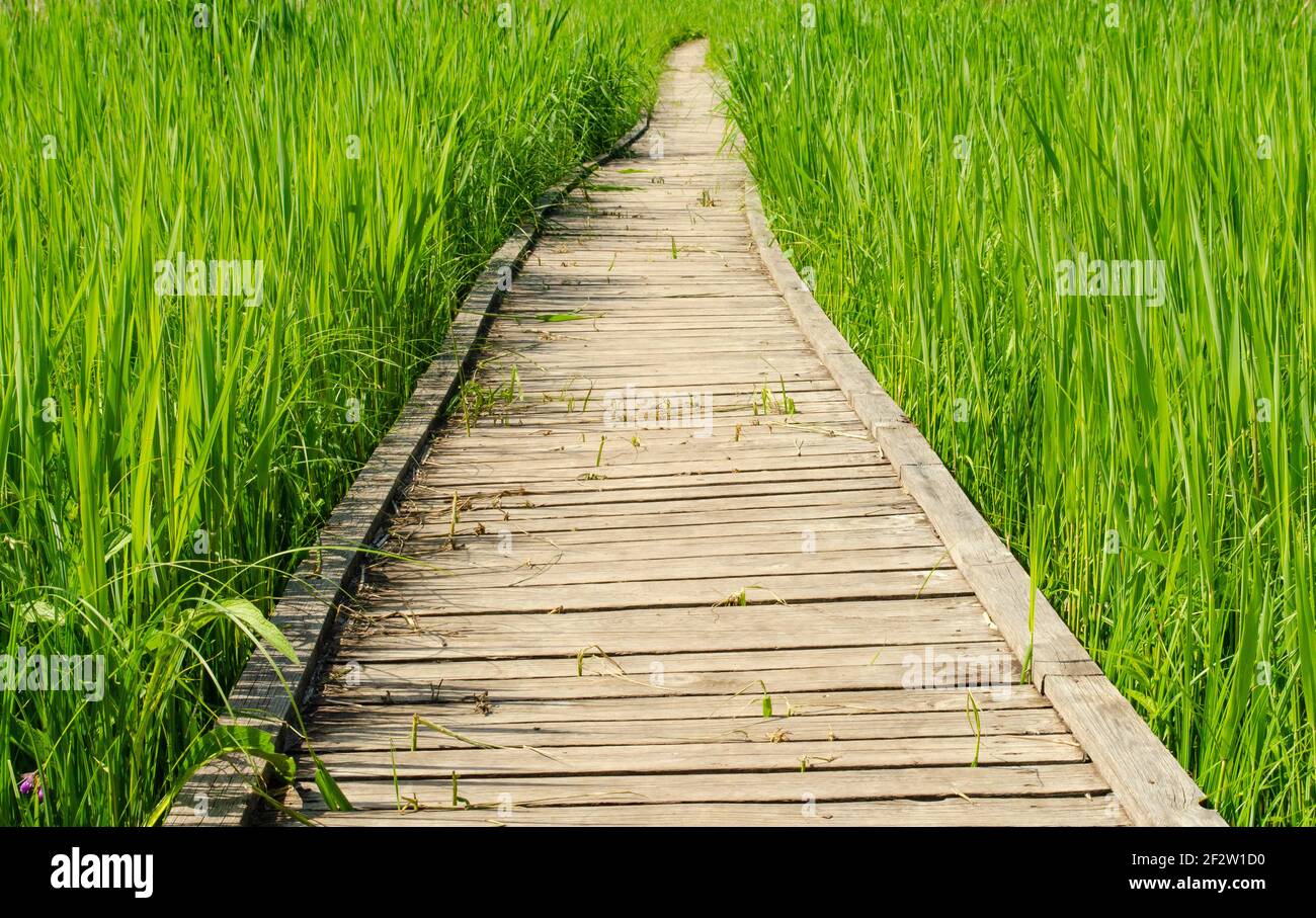 Footbridge crossing the dense thickets. Path through a green summer ...
