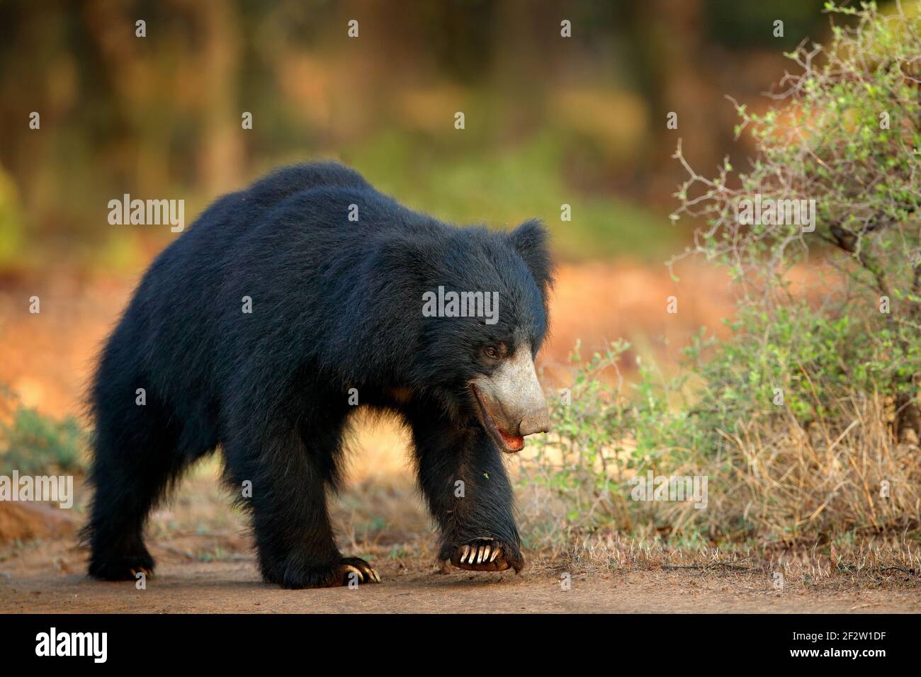 Sloth bear, Melursus ursinus, Ranthambore National Park, India. Wild ...