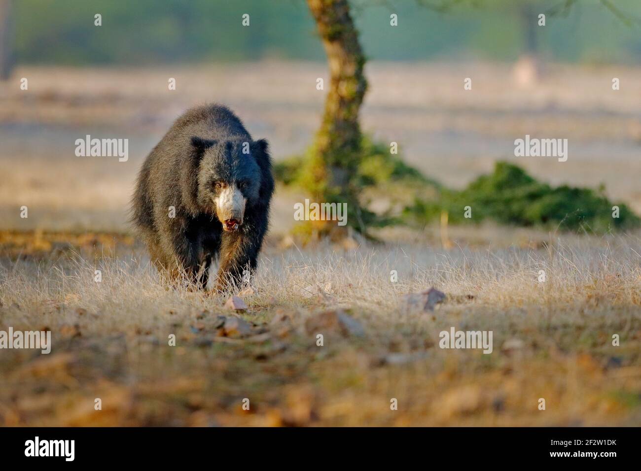 Sloth bear, Melursus ursinus, Ranthambore National Park, India. Wild ...