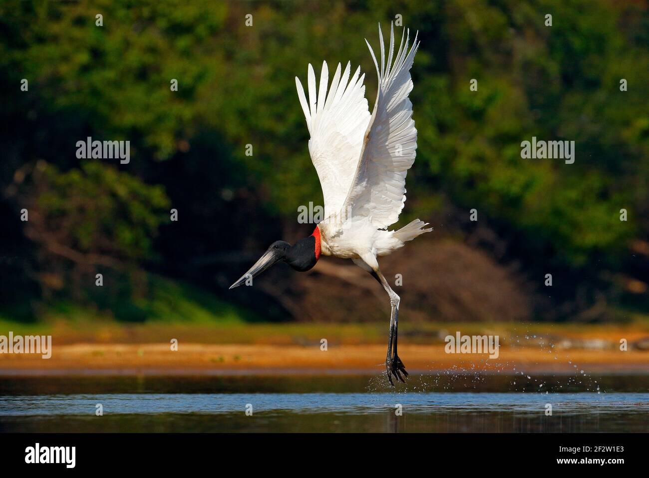 Flying white bird in tropic forest. Jabiru stork flight. Jabiru, Jabiru ...