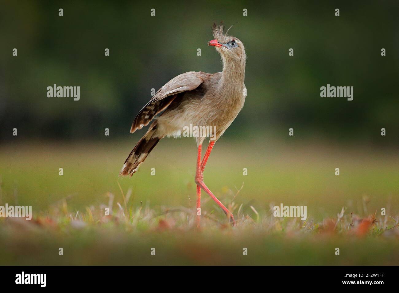 Red leg seriema hi-res stock photography and images - Alamy