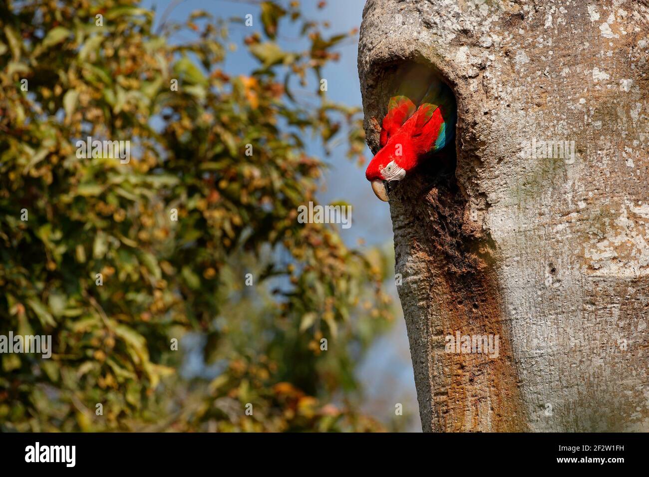 Red-and-green Macaw, Ara chloroptera, in the dark green forest habitat ...