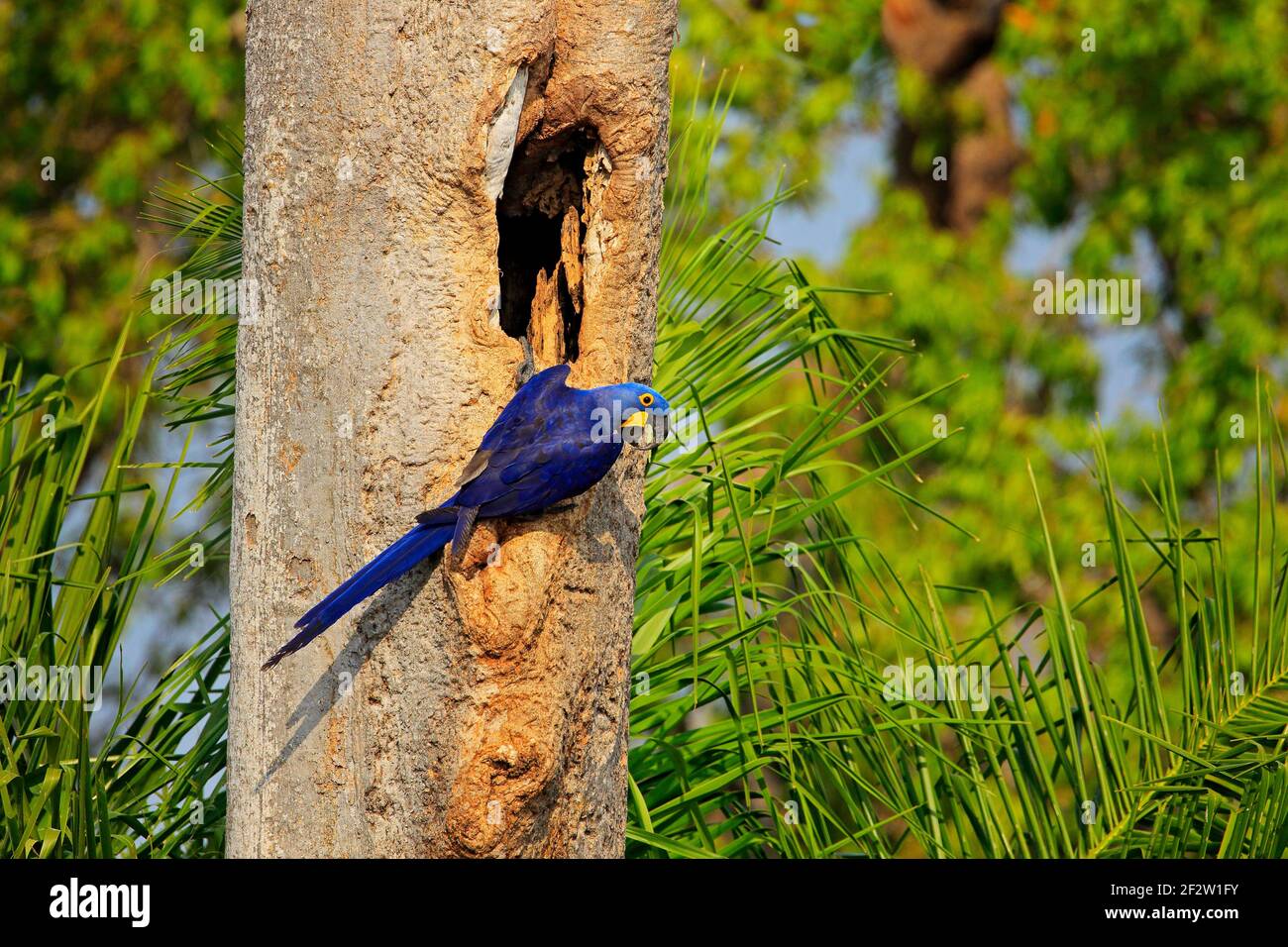 Blue parrot in green tropic forest. Big blue parrot Hyacinth Macaw ...