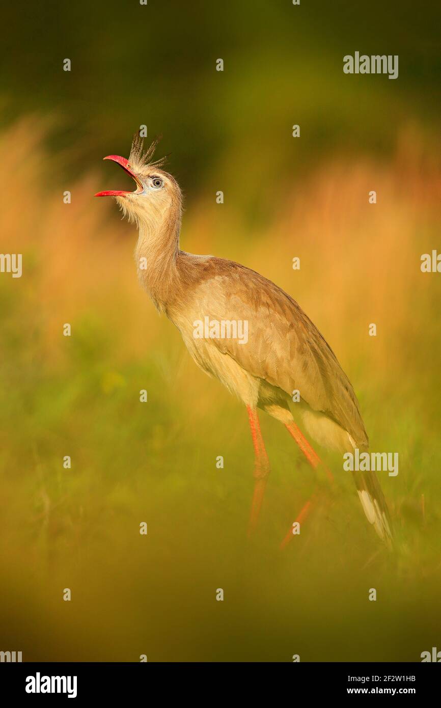 Red leg seriema hi-res stock photography and images - Alamy